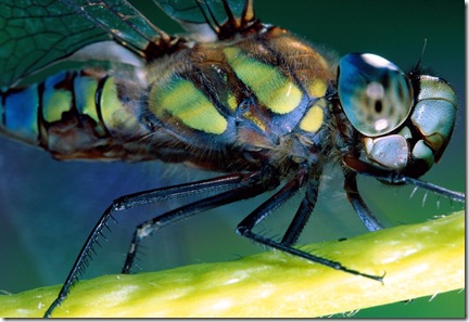 Imagini Desktop Insecte - Inedit